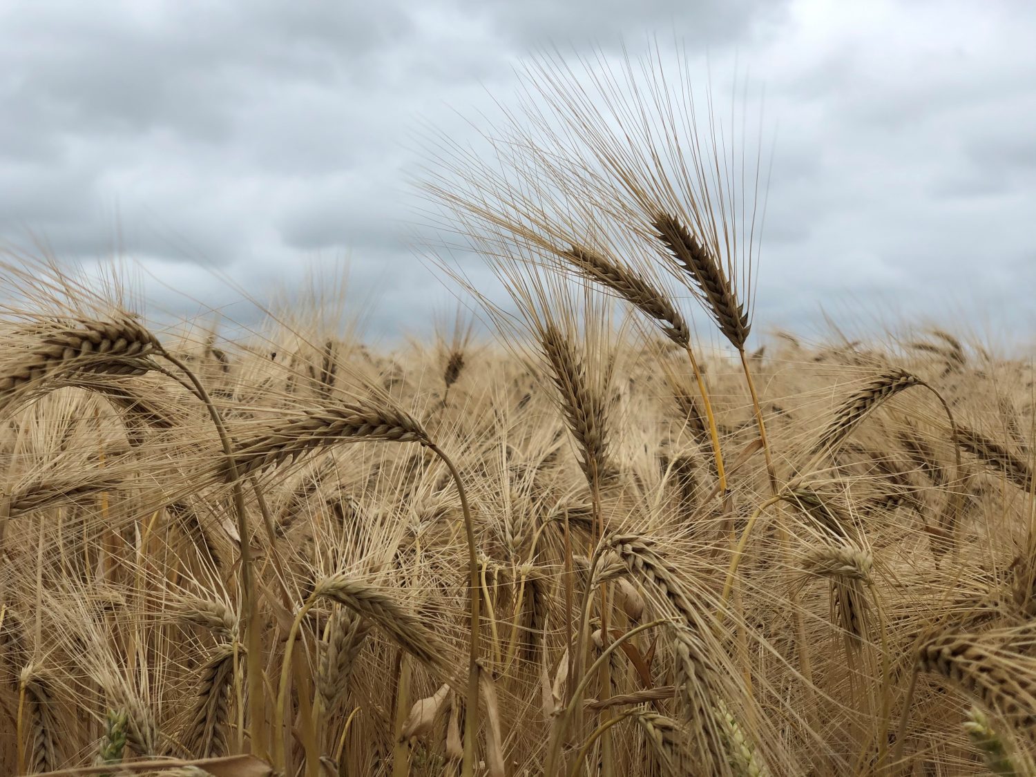 Cloned stem rust resistance genes offer glimpse of future crop protection