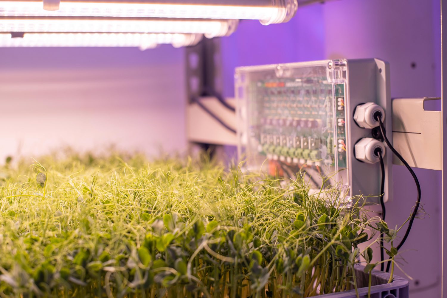 Collaboration Delivers Yield Benefits and Nutritional Rewards for Crop ...