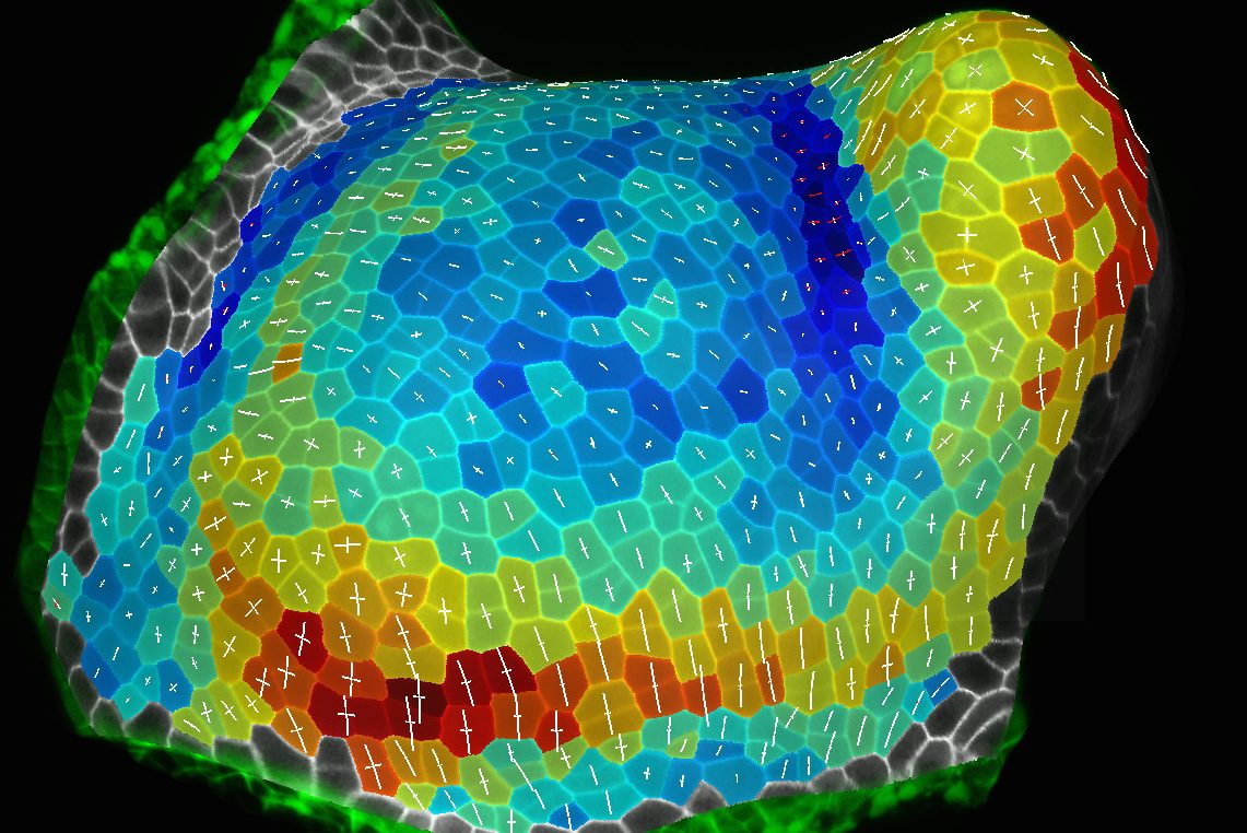 Computer software to investigate the mechanisms of plant development ...