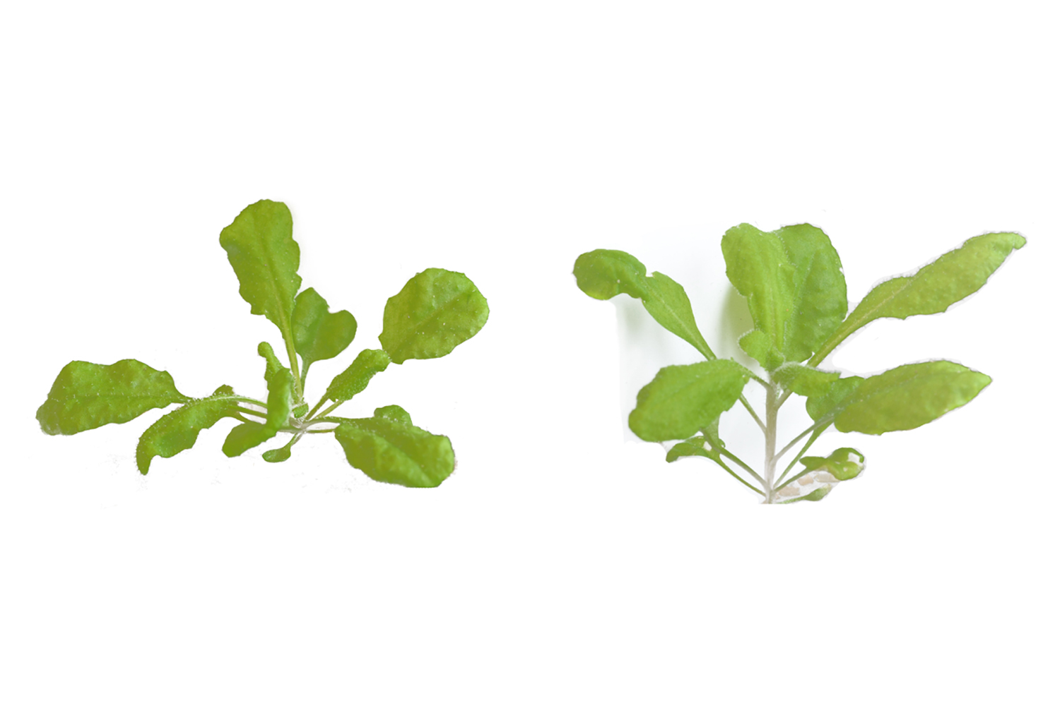 Shedding light on the long and the short of plant growth