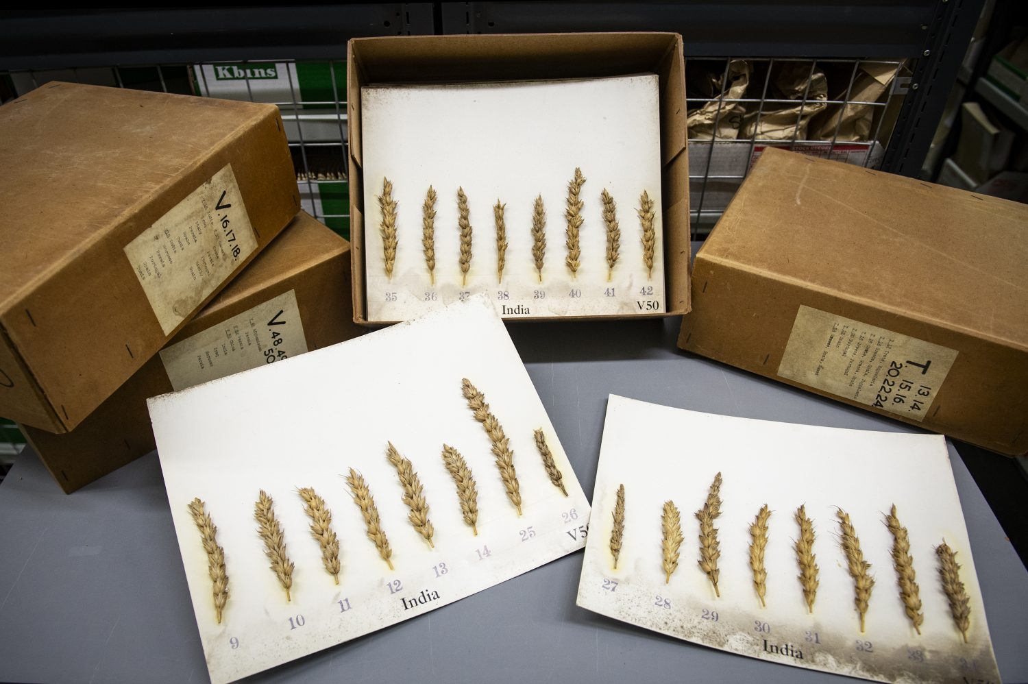 Returning wheat germplasm to India | John Innes Centre