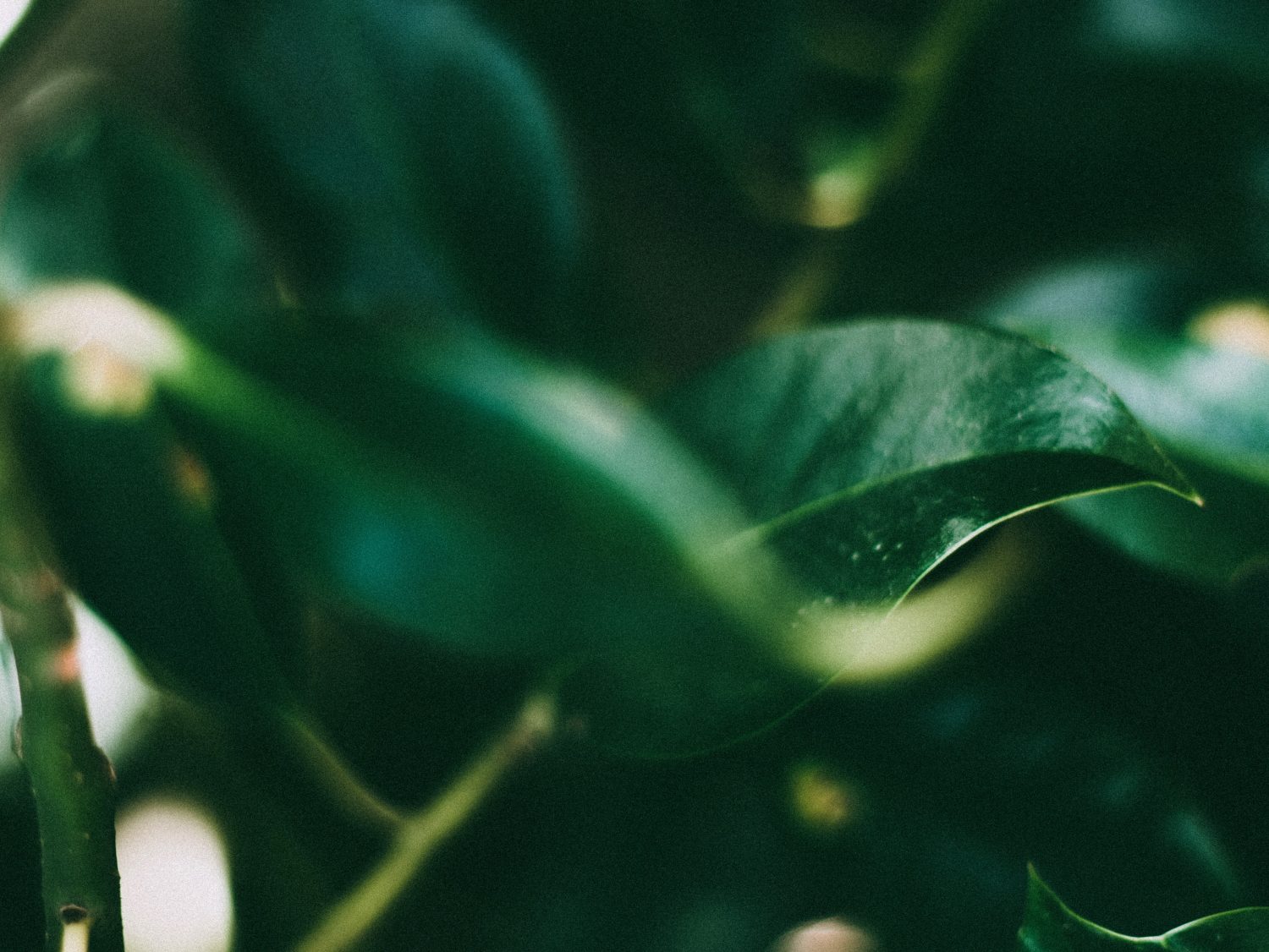 How plants learned to respond to changing environments