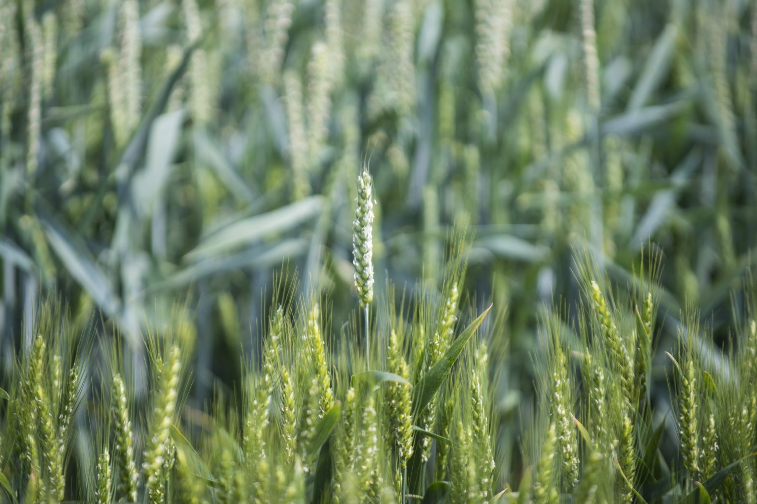 Hidden genes helping hidden hunger | John Innes Centre