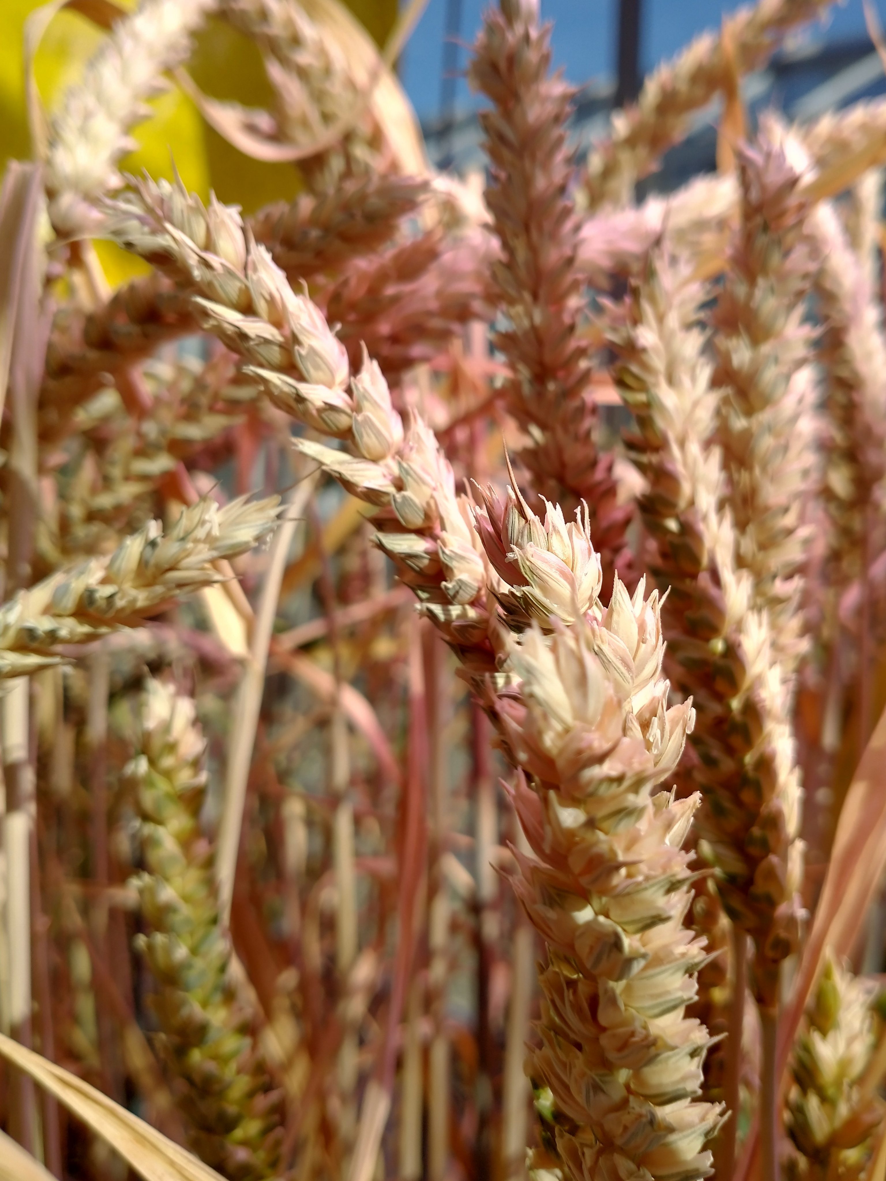 Wheat genomic research is a name changer | John Innes Centre