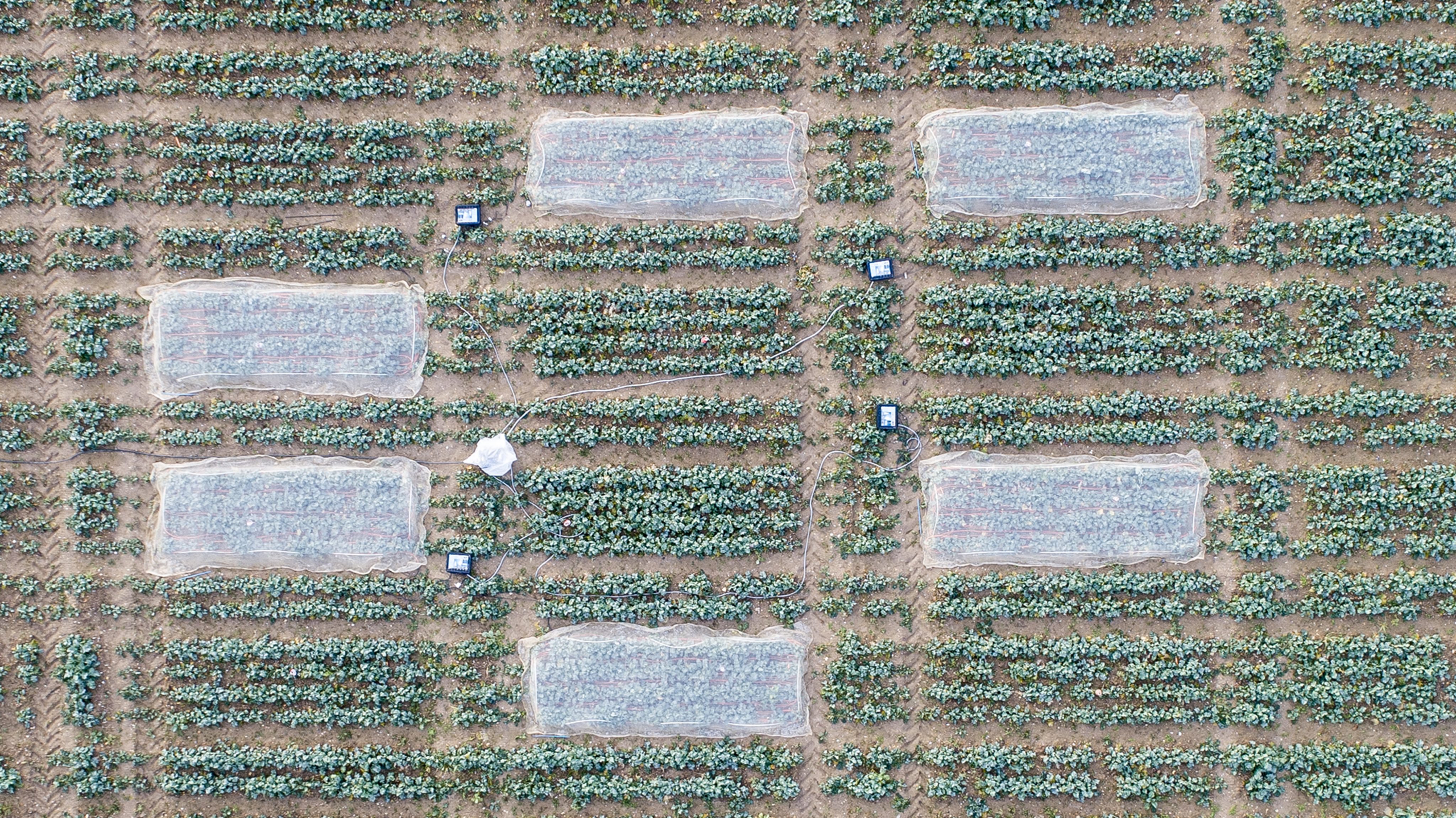Heated plot experiments reveal link between warmer early winters and ...