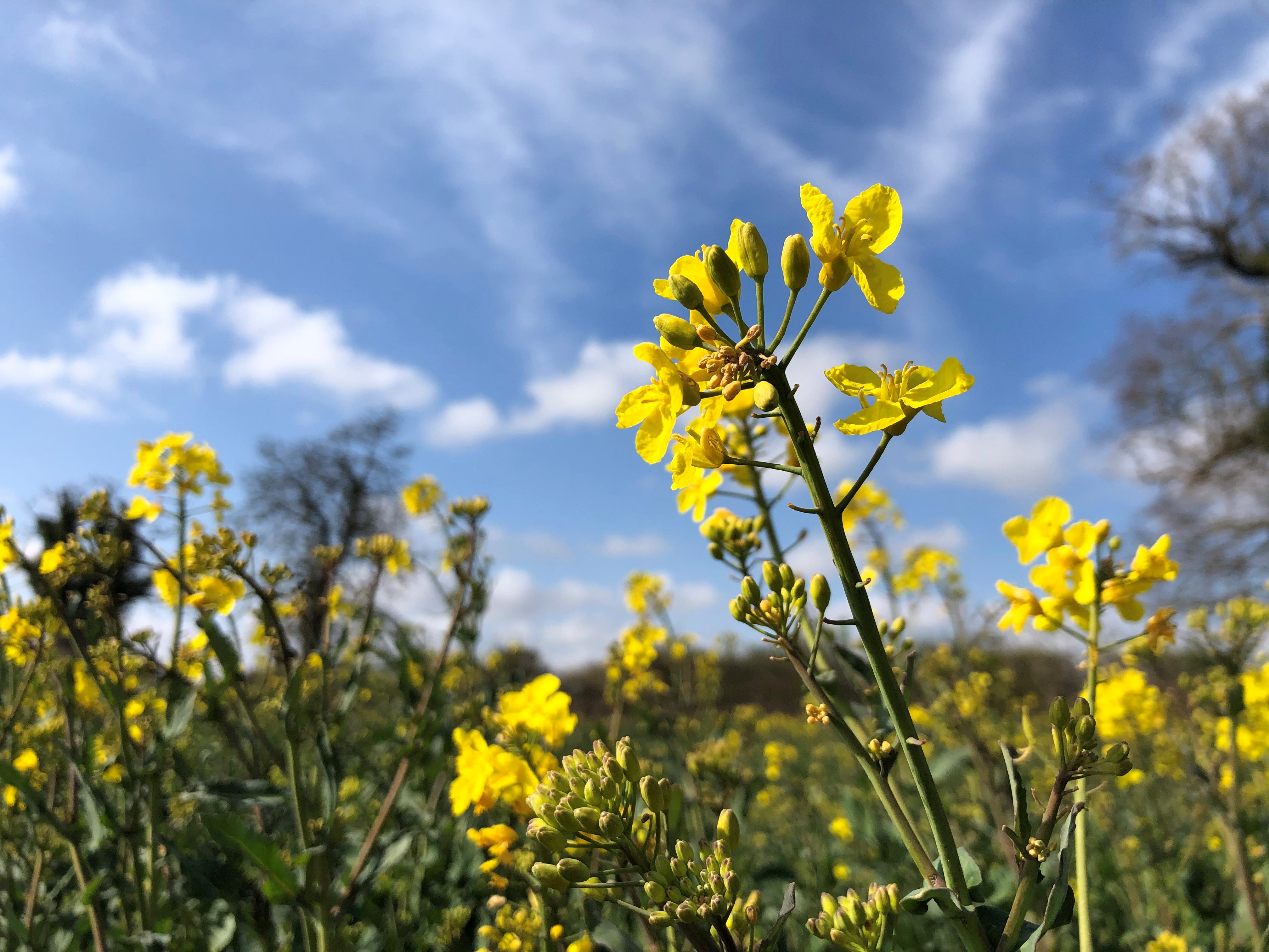 Oilseed rape | John Innes Centre