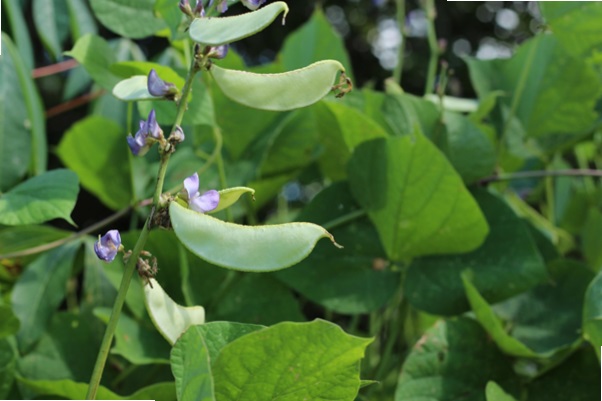 Can new bean genome boost food security in drought-prone regions ...