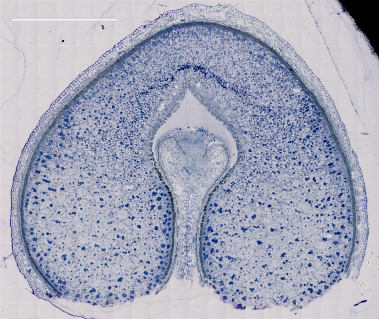 Case Studies & Impact (HBio) | John Innes Centre