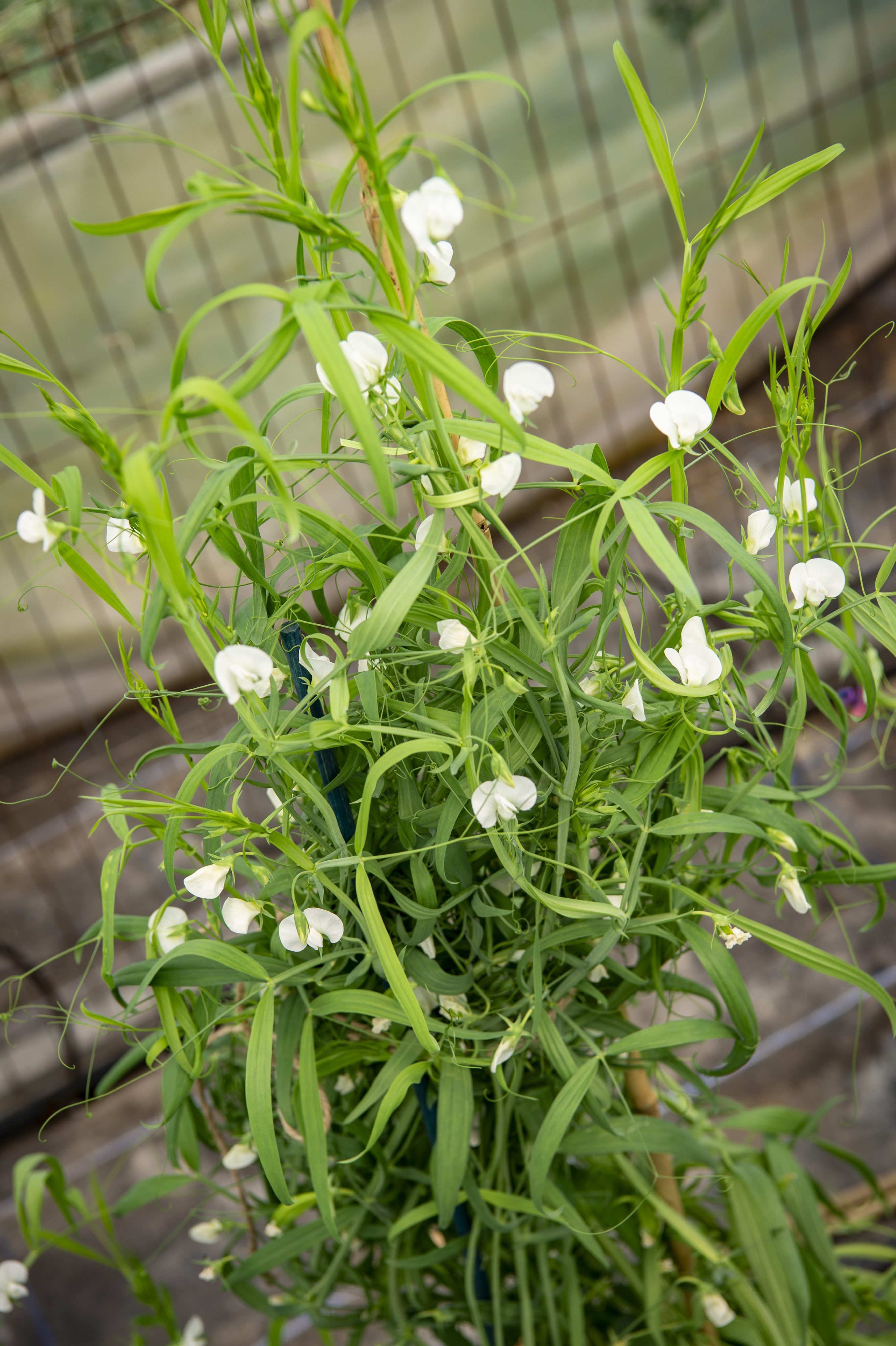 John Innes Centre | Excellence in plant science, genetics and microbiology