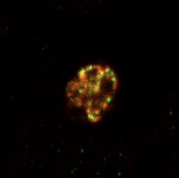 Circadian clock clue to infection mechanism in the malaria parasite ...