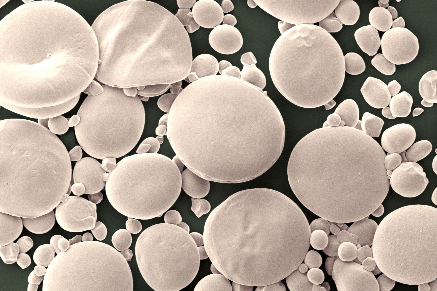 Starch discovery reaps benefits for brewing, baking and milling ...