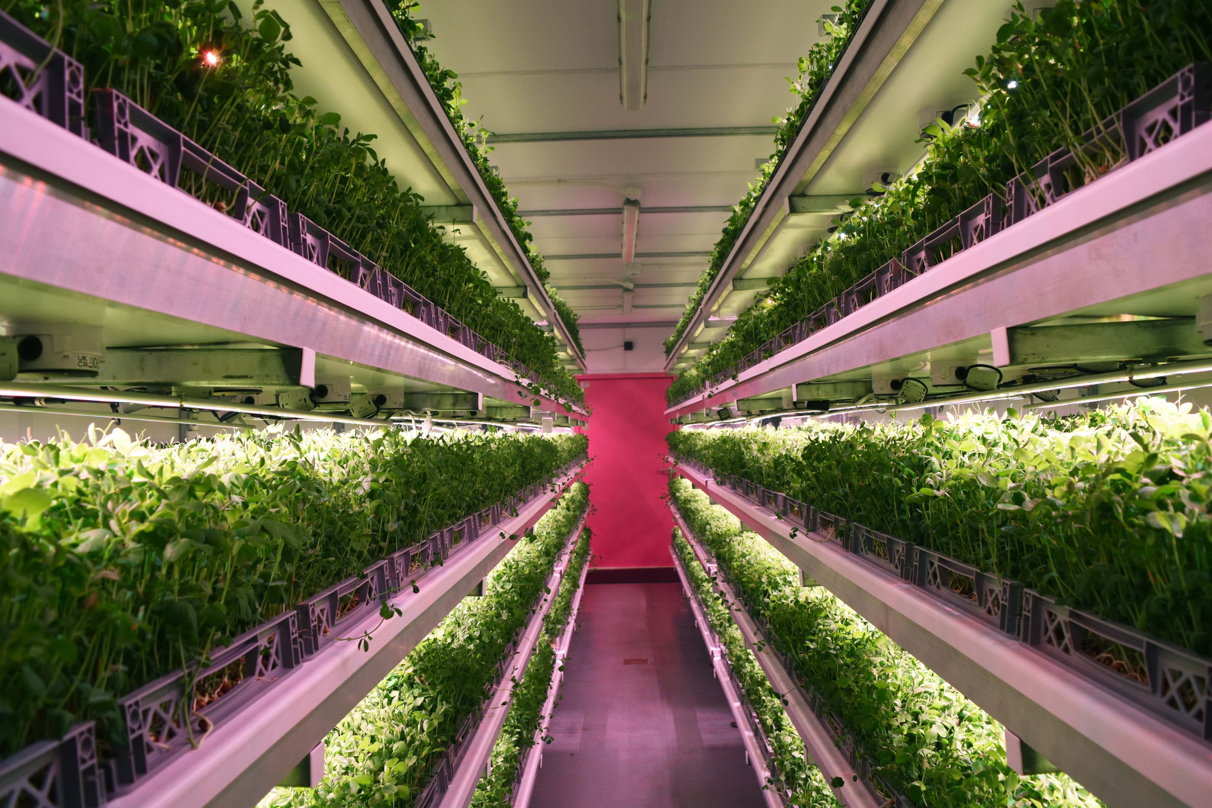 Pea-powered innovation delivers vitamin B12 daily dose | John Innes Centre