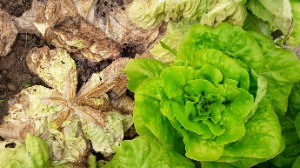 Ruby O’Grady – UEA Public Engagement Awards | John Innes Centre