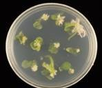 gshshs | John Innes Centre