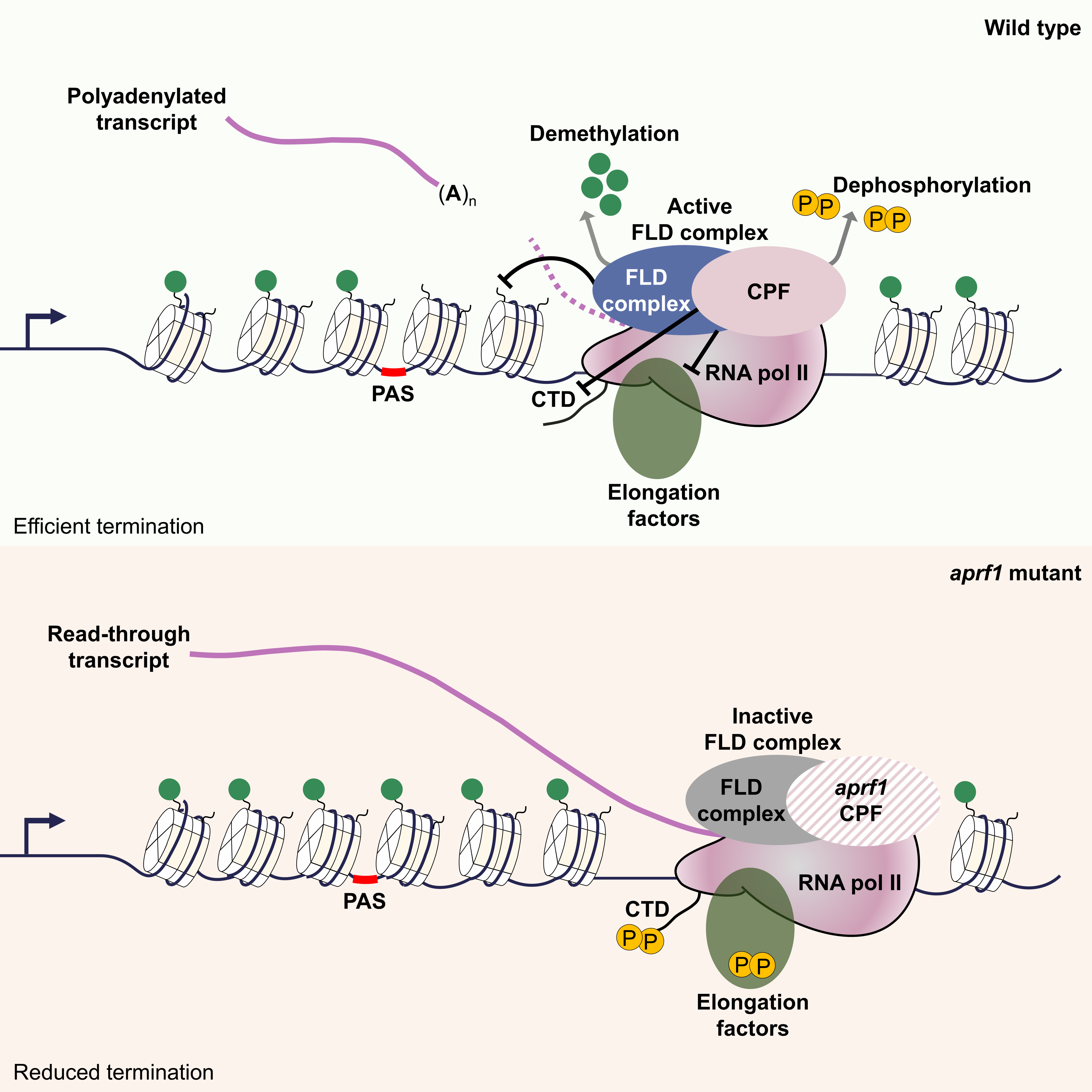 How transcription delivers epigenetic silencing | John Innes Centre