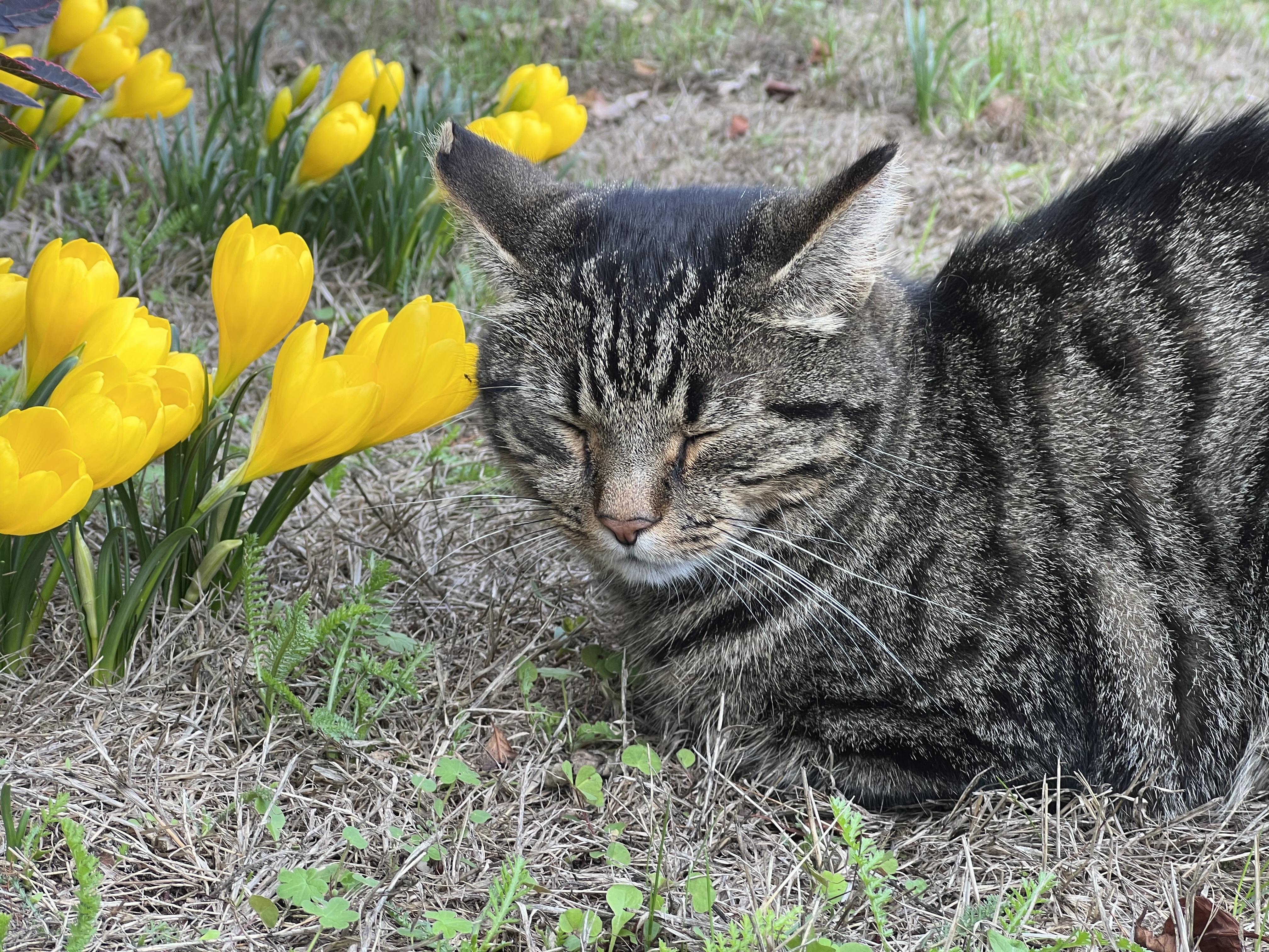 Invisible plants | John Innes Centre