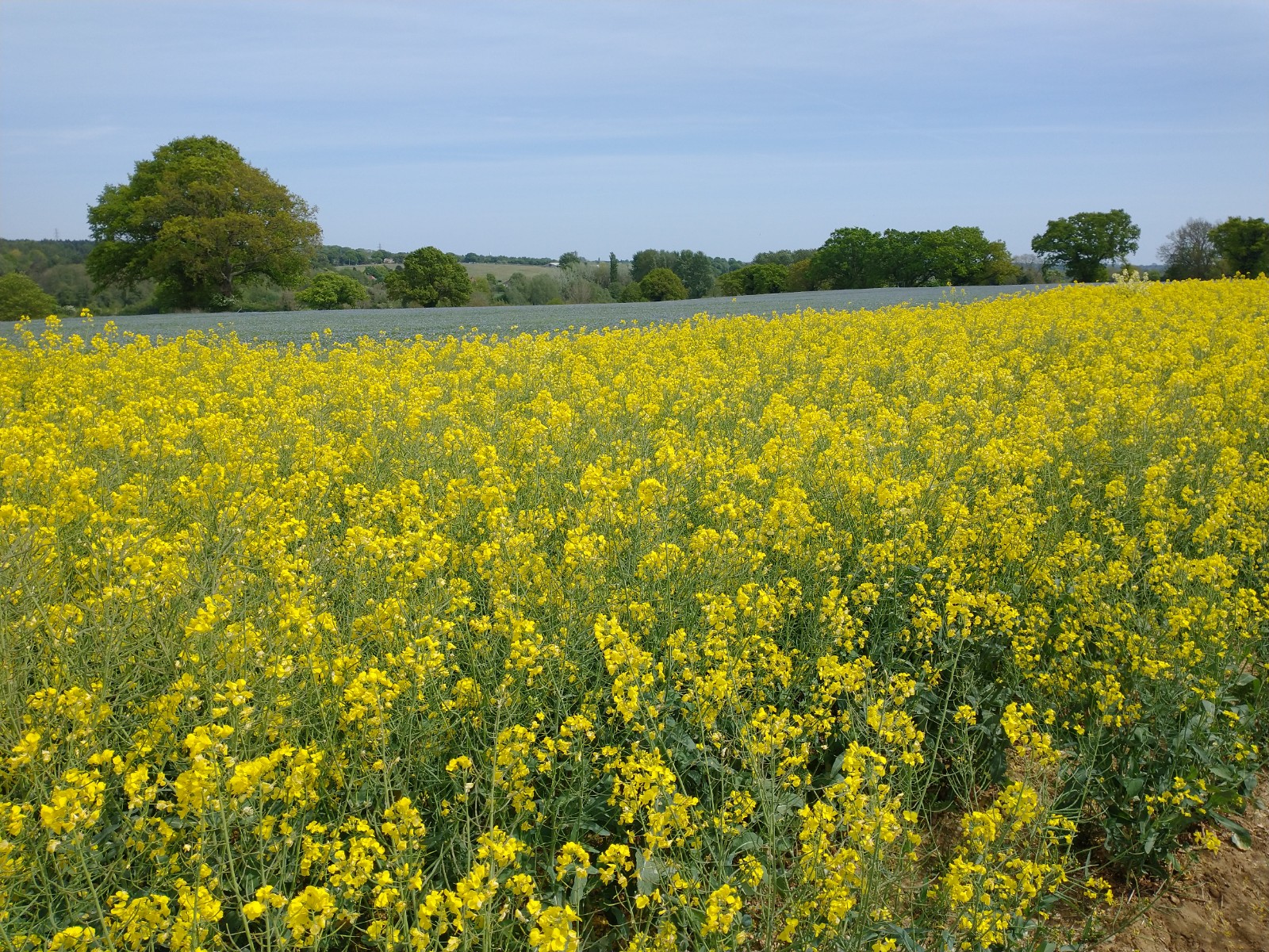 MAGIC : Developing a Community Resource for Oilseed Rape | John Innes ...