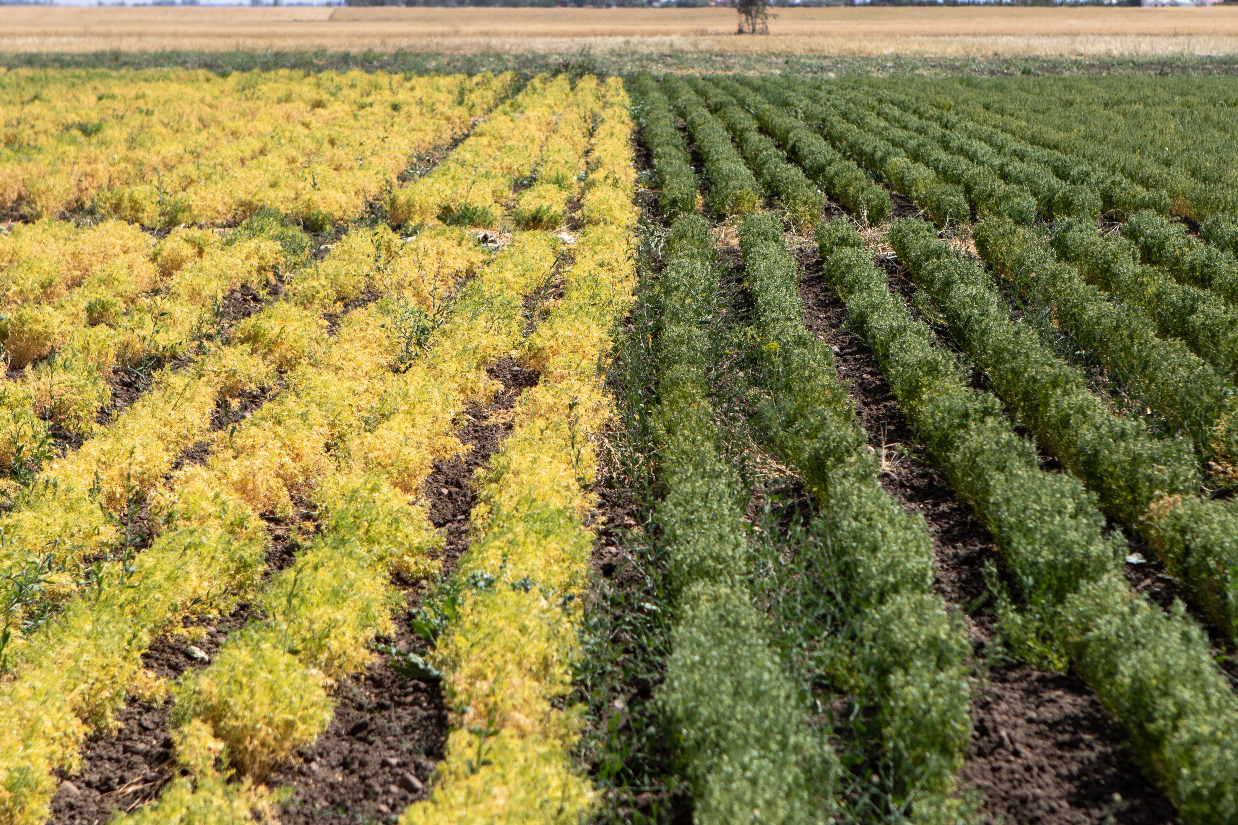 A new piece in the grass pea puzzle – updated genome sequence published ...