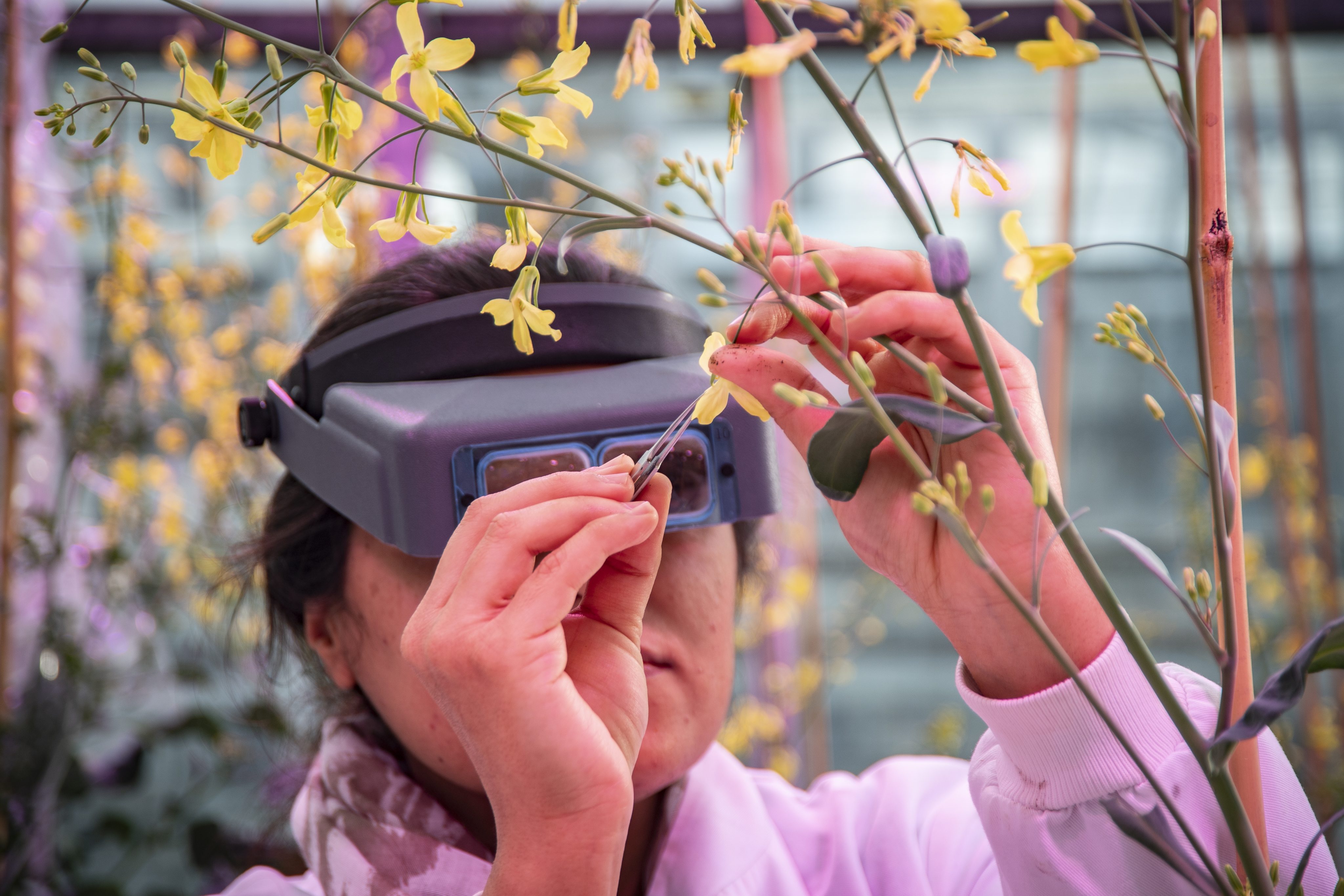 The John Innes Centre awarded major investment for doctoral students ...