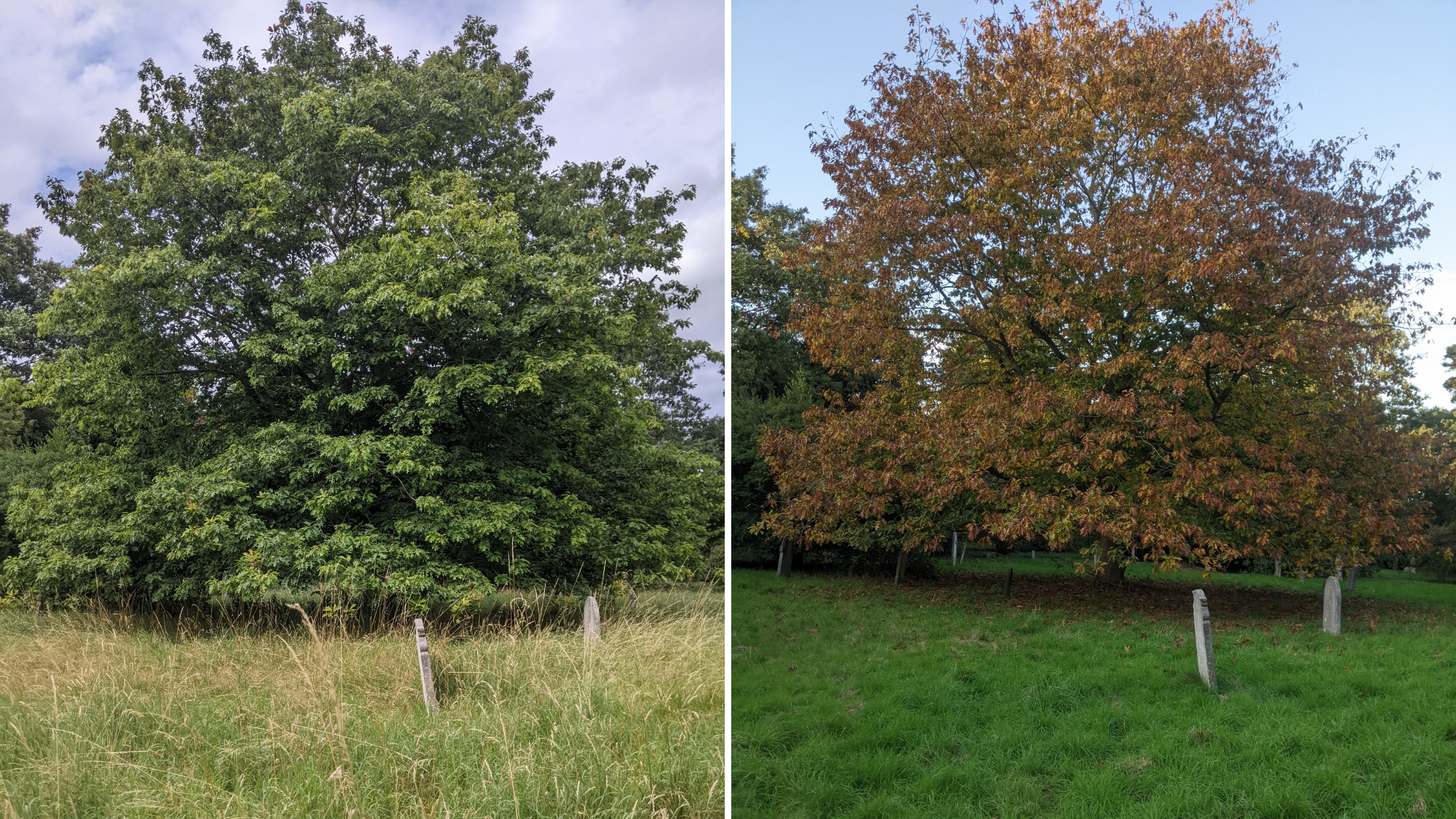 Five favourite trees | John Innes Centre