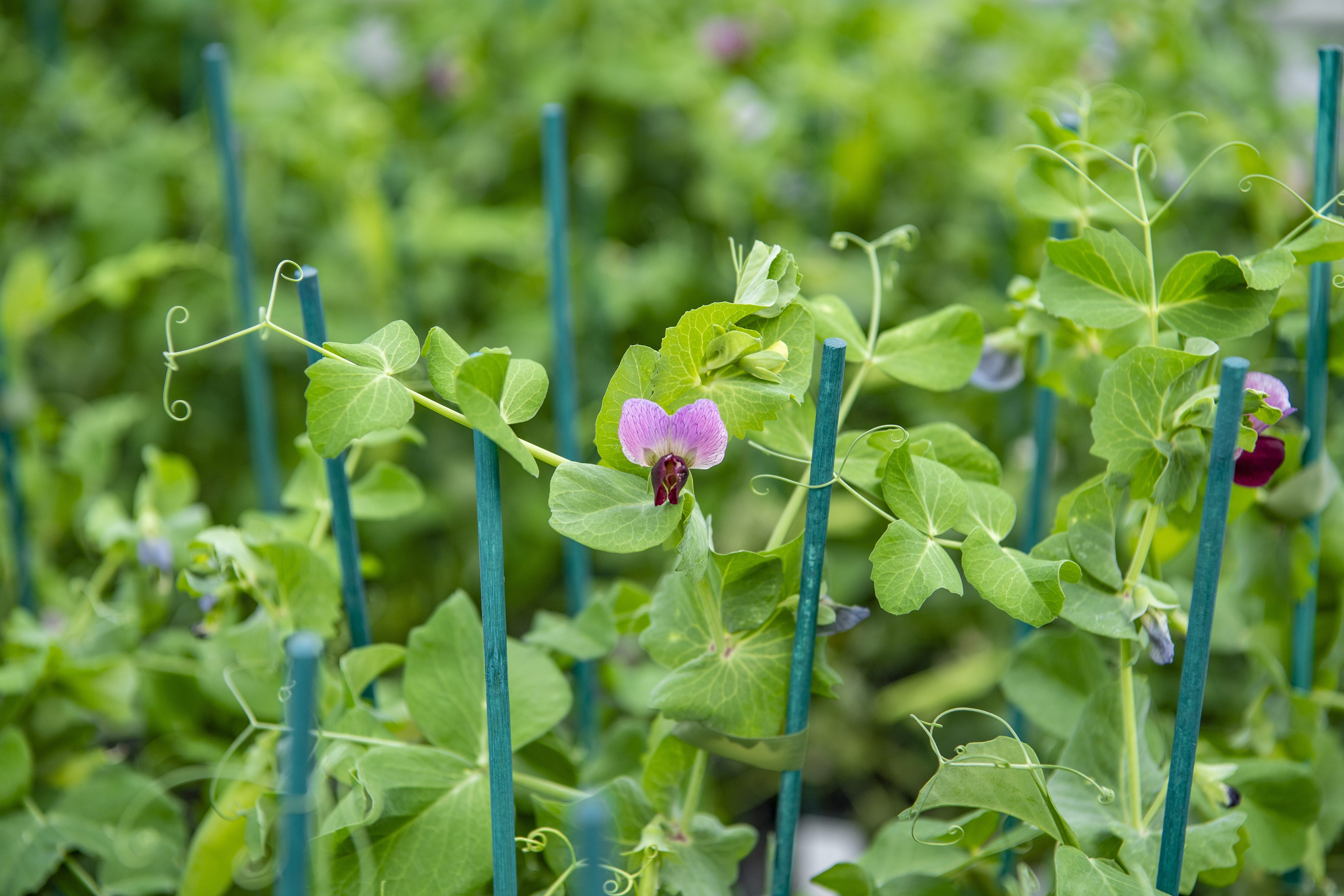 Pea | John Innes Centre