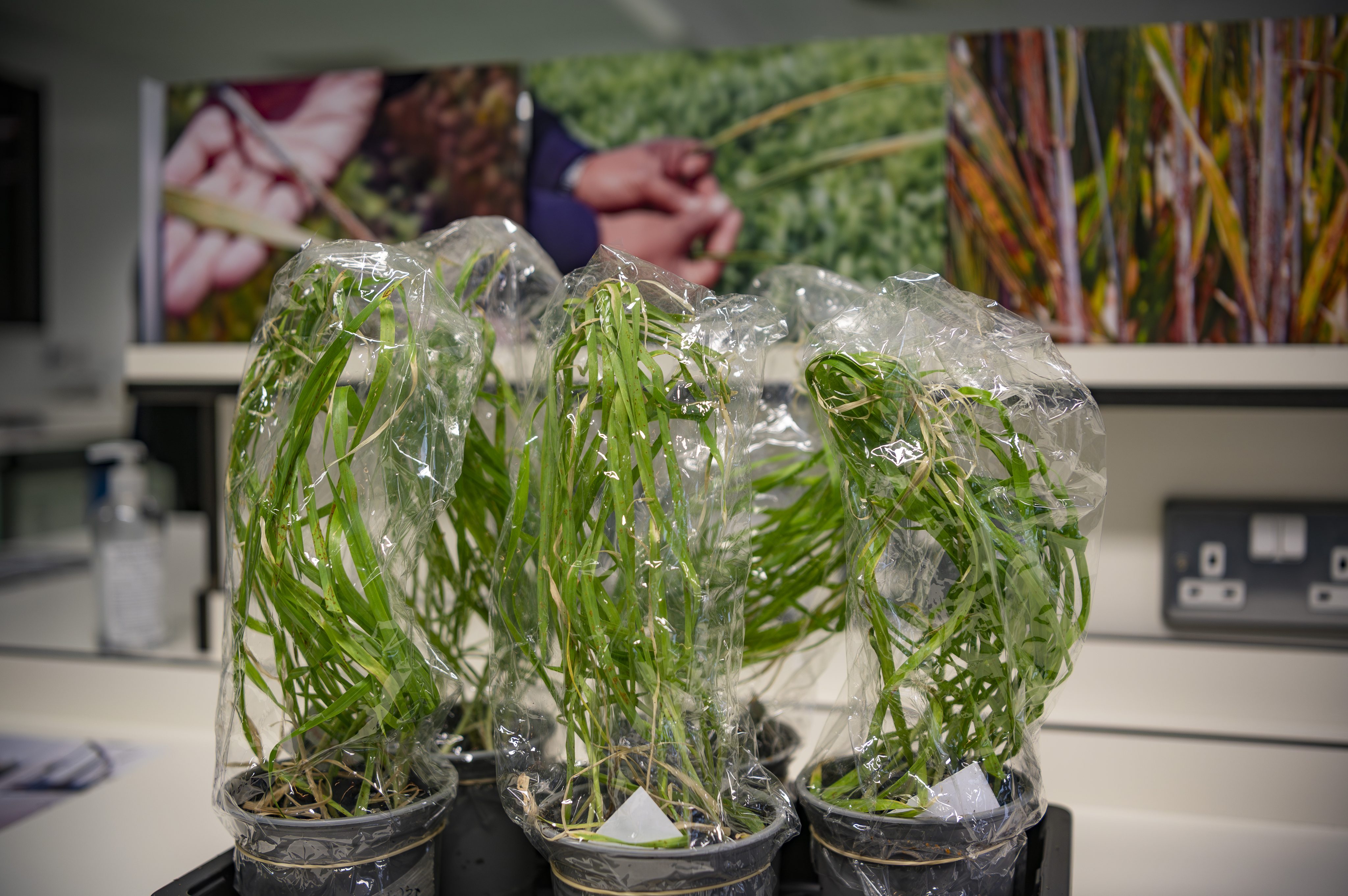 Bagged examples of wheat infected with the devastating wheat rust ...