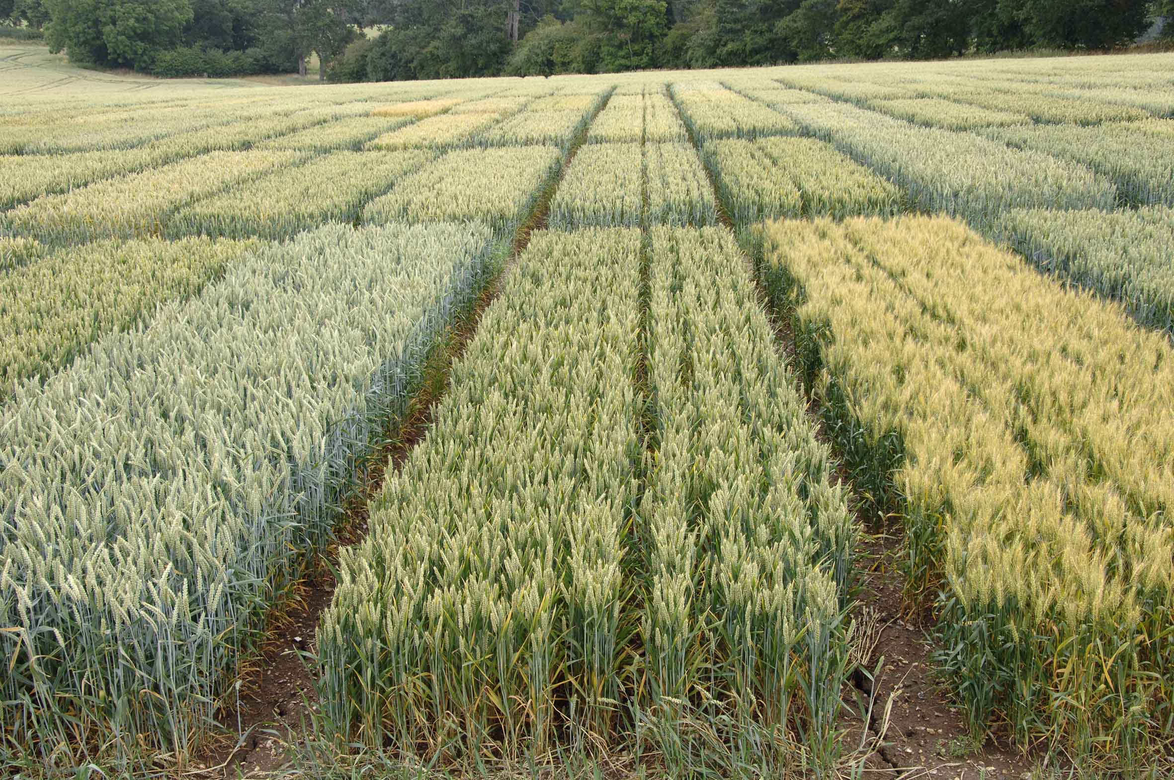 Time to rerun the wheat revolution? | John Innes Centre