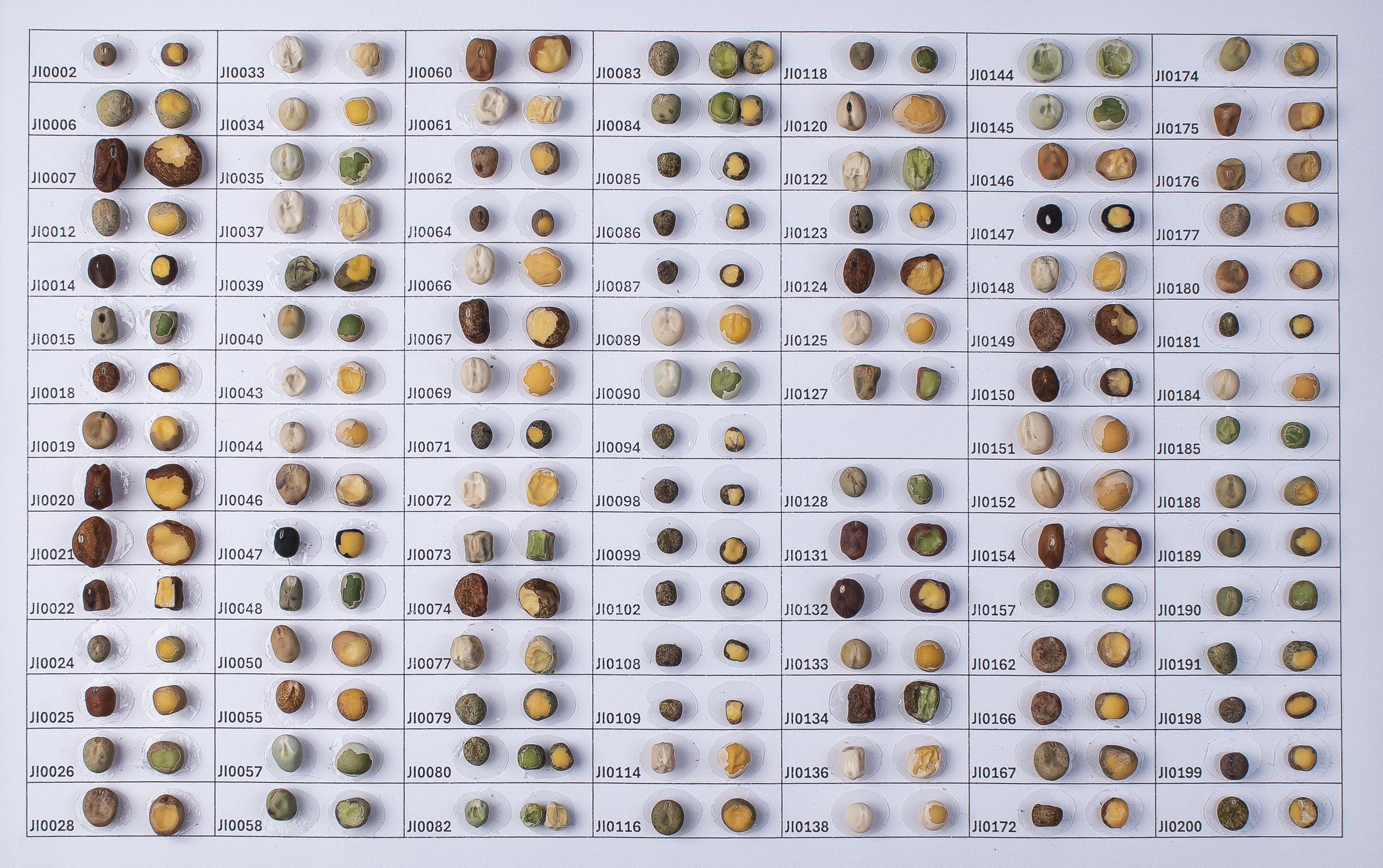 A legacy unlocked: Mendel-inspired breakthrough that could transform ...